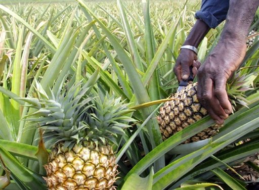 Bien cultiver l’ananas en Côte d’Ivoire - Lôr BouôrLôr Bouôr